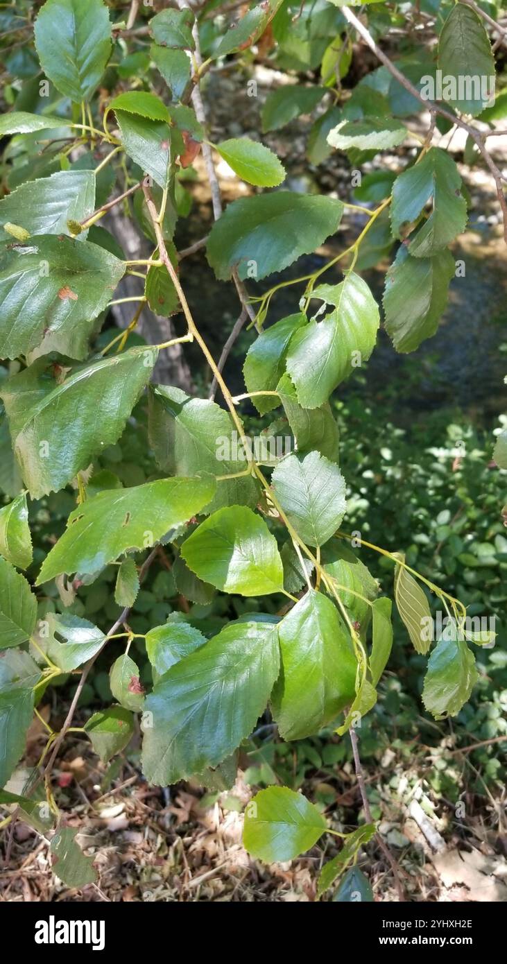 white alder (Alnus rhombifolia Stock Photo - Alamy