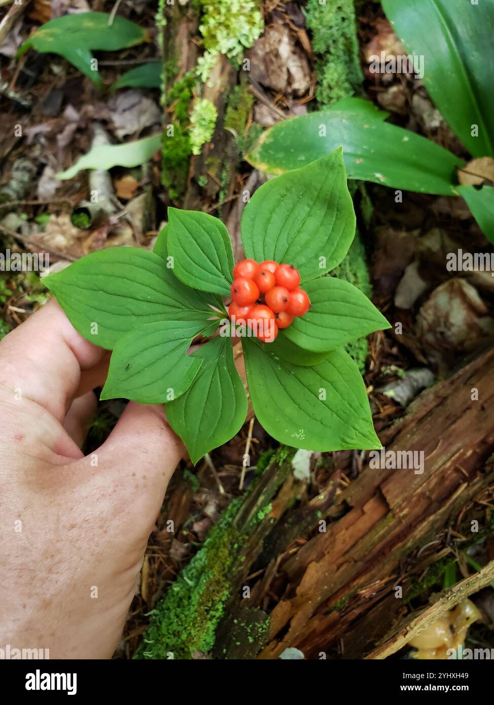 Canadian bunchberry (Cornus canadensis Stock Photo - Alamy