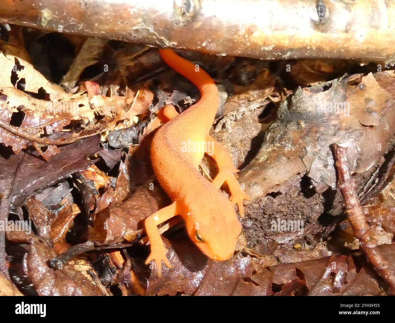 Eastern Newt (Notophthalmus viridescens Stock Photo - Alamy