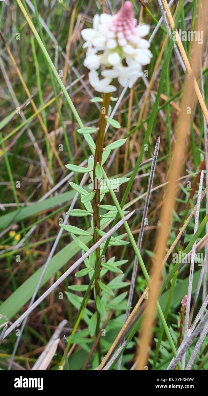 Creamy Candles (Stackhousia monogyna Stock Photo - Alamy