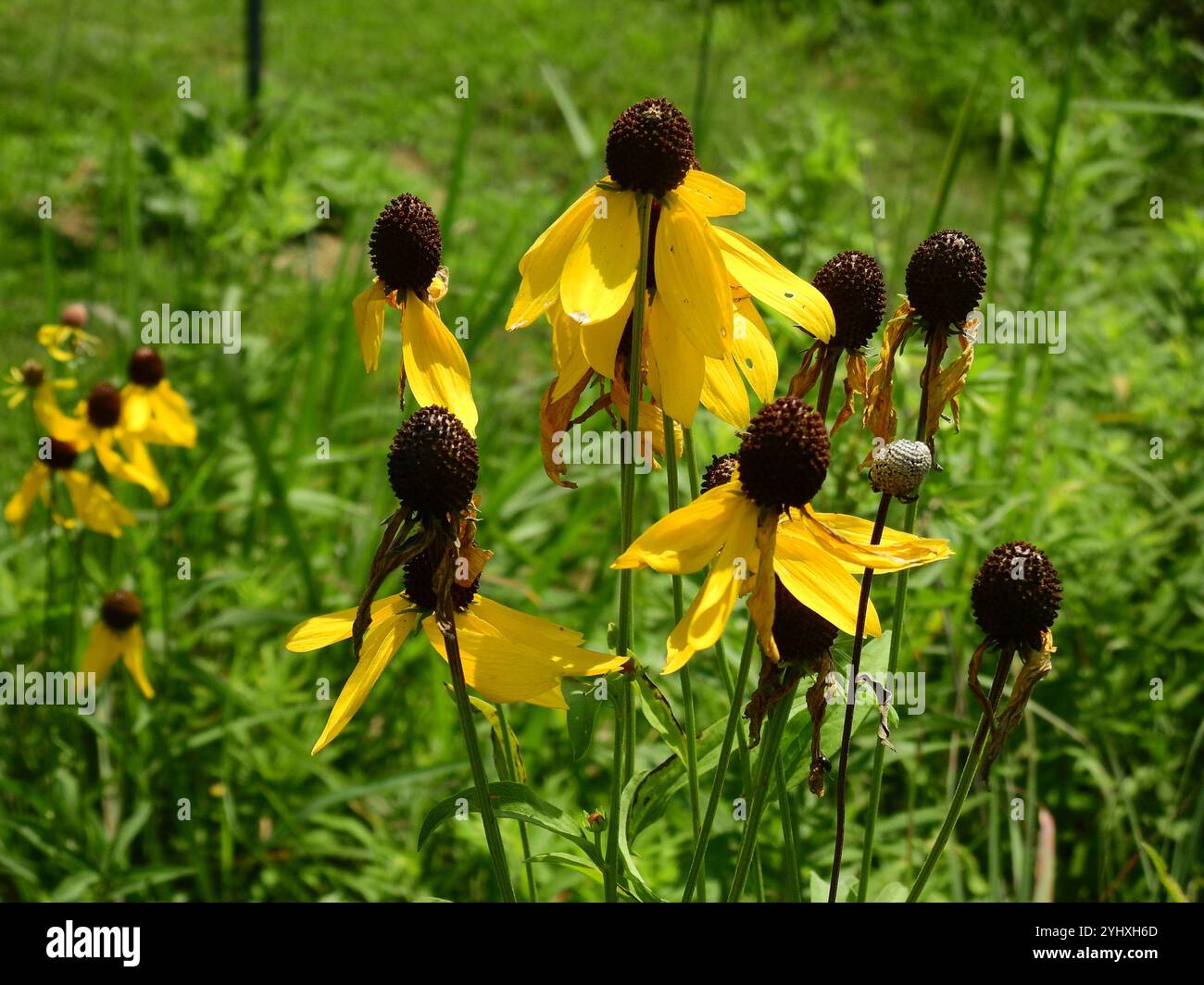 grey-headed coneflower (Ratibida pinnata Stock Photo - Alamy