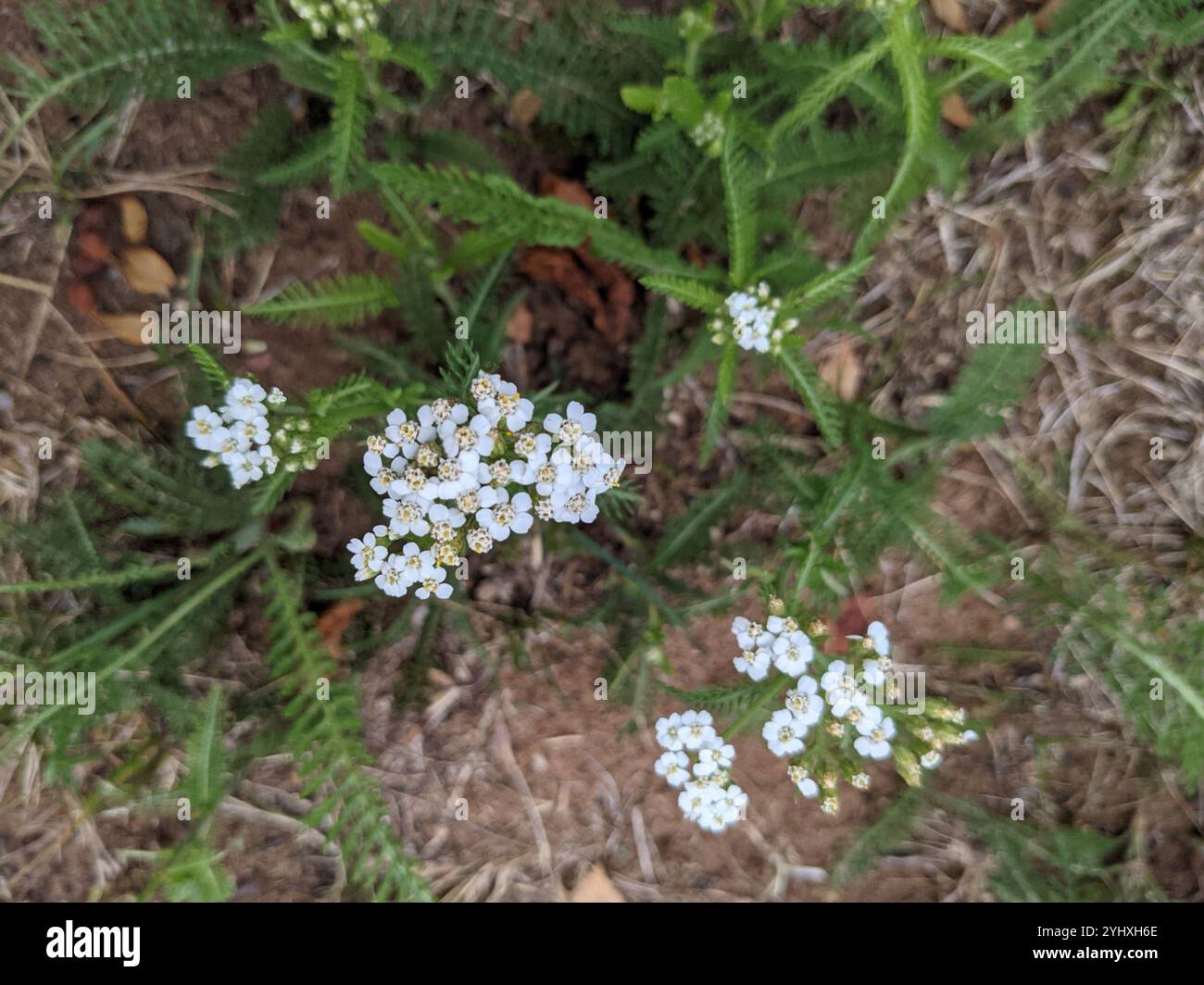 common yarrow (Achillea millefolium Stock Photo - Alamy