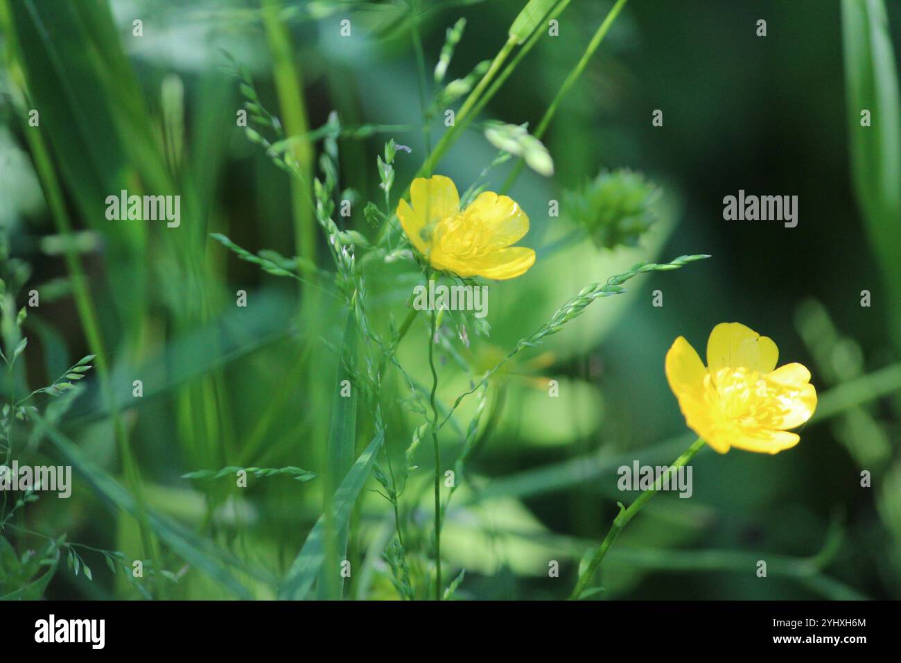 Multi-flowered Buttercup (Ranunculus polyanthemos Stock Photo - Alamy