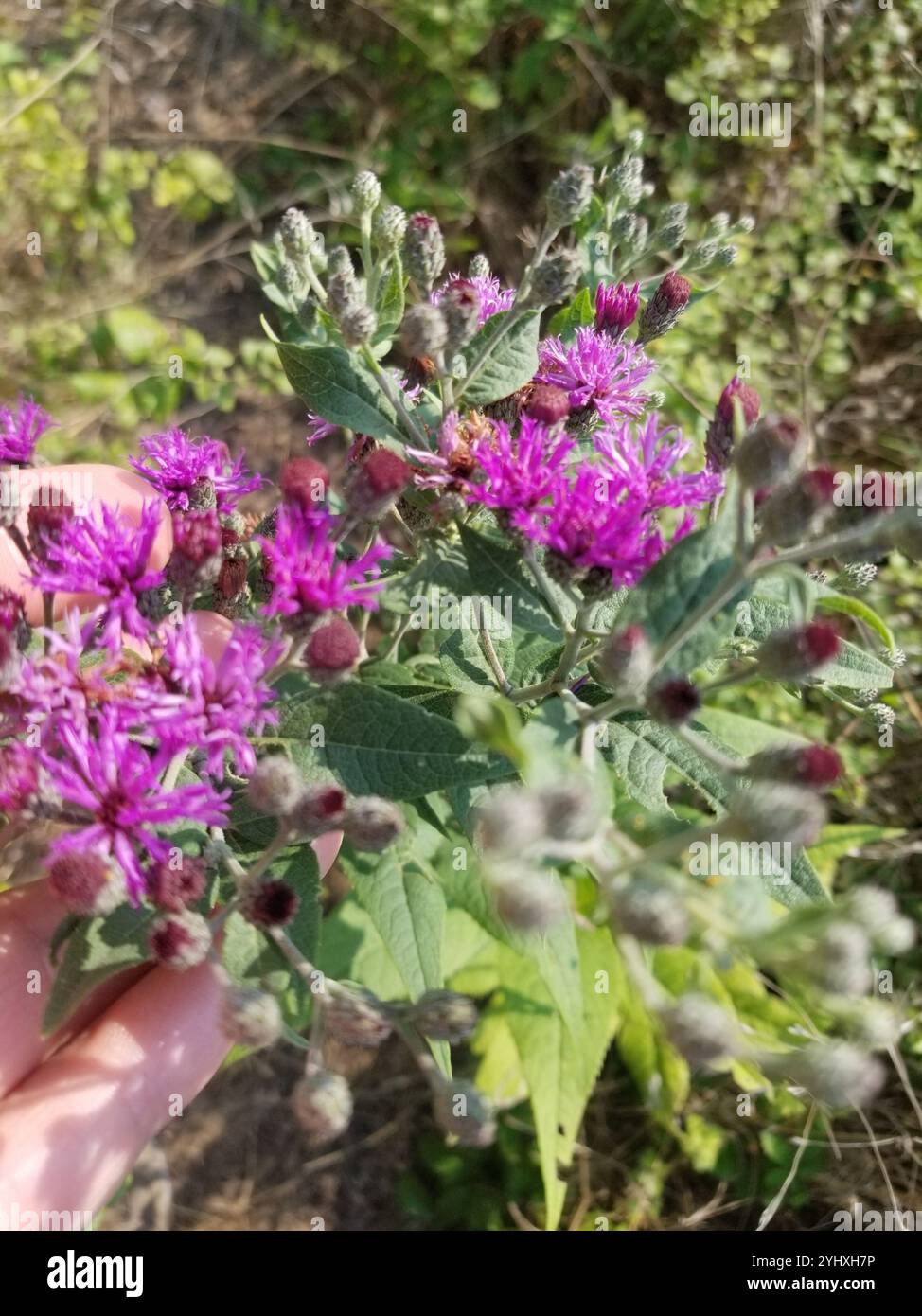 Western Ironweed (Vernonia baldwinii Stock Photo - Alamy