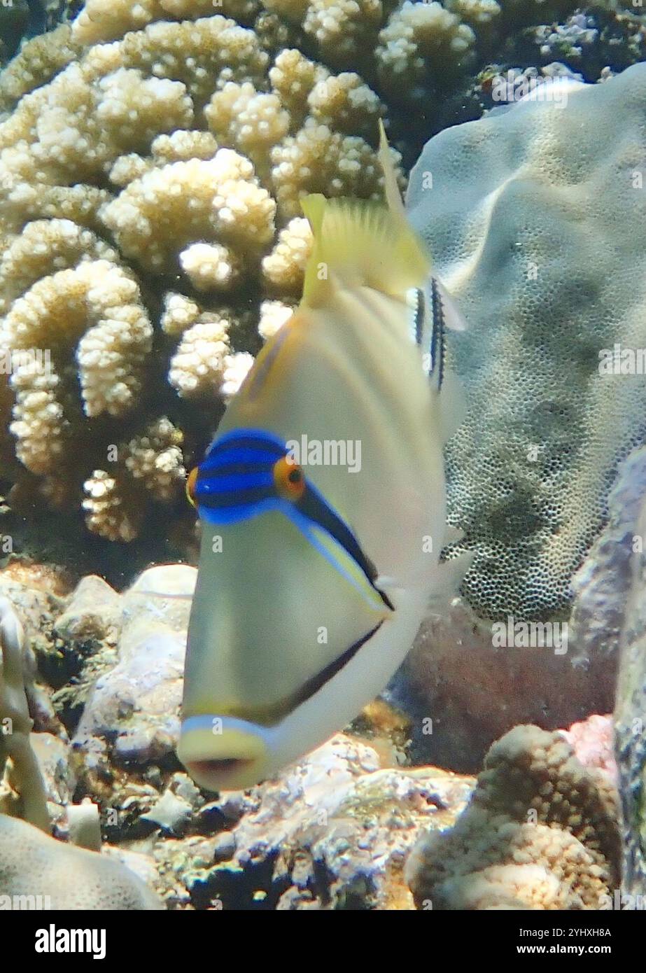 Arabian Picasso Triggerfish (Rhinecanthus assasi Stock Photo - Alamy