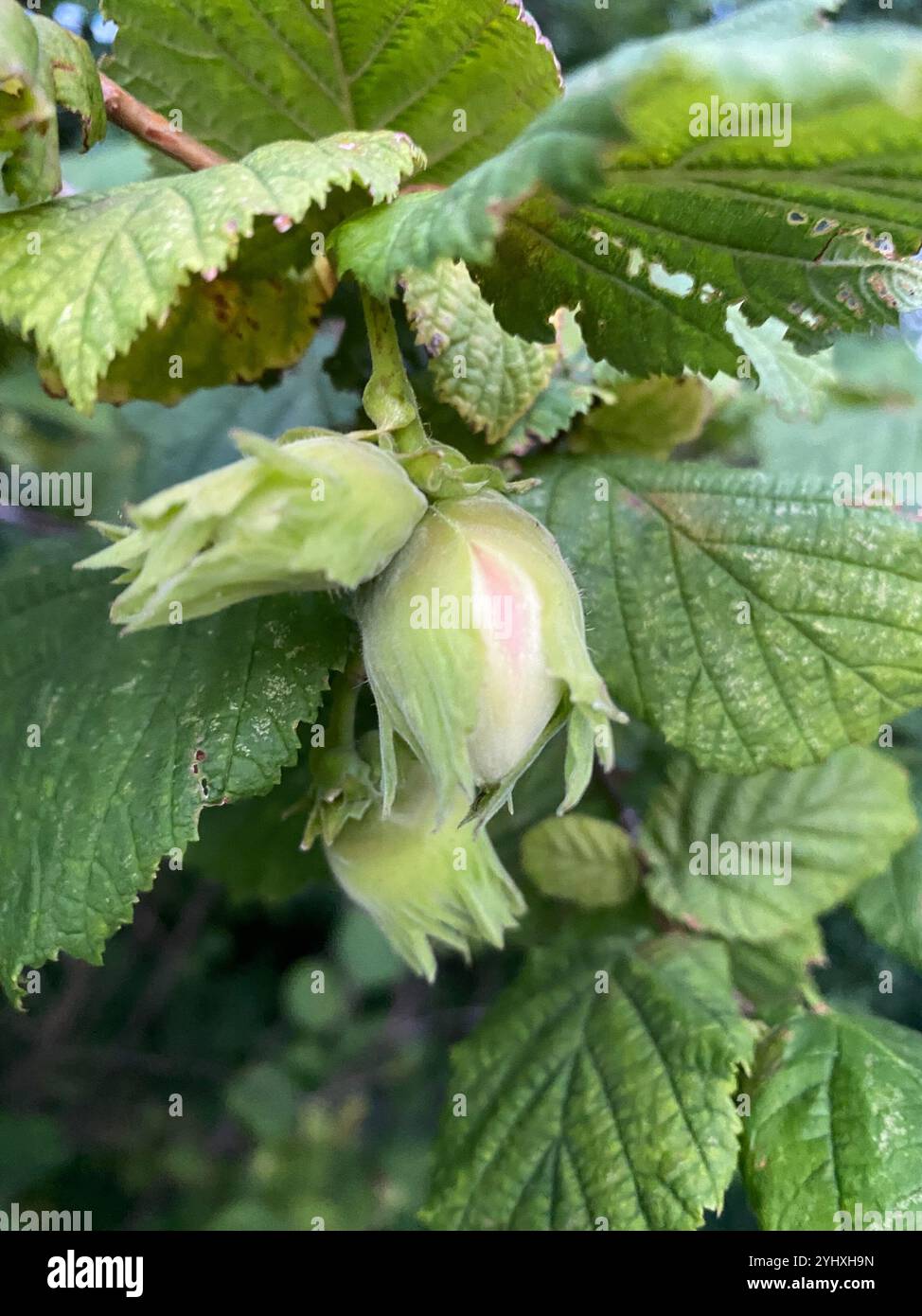 common hazel (Corylus avellana Stock Photo - Alamy