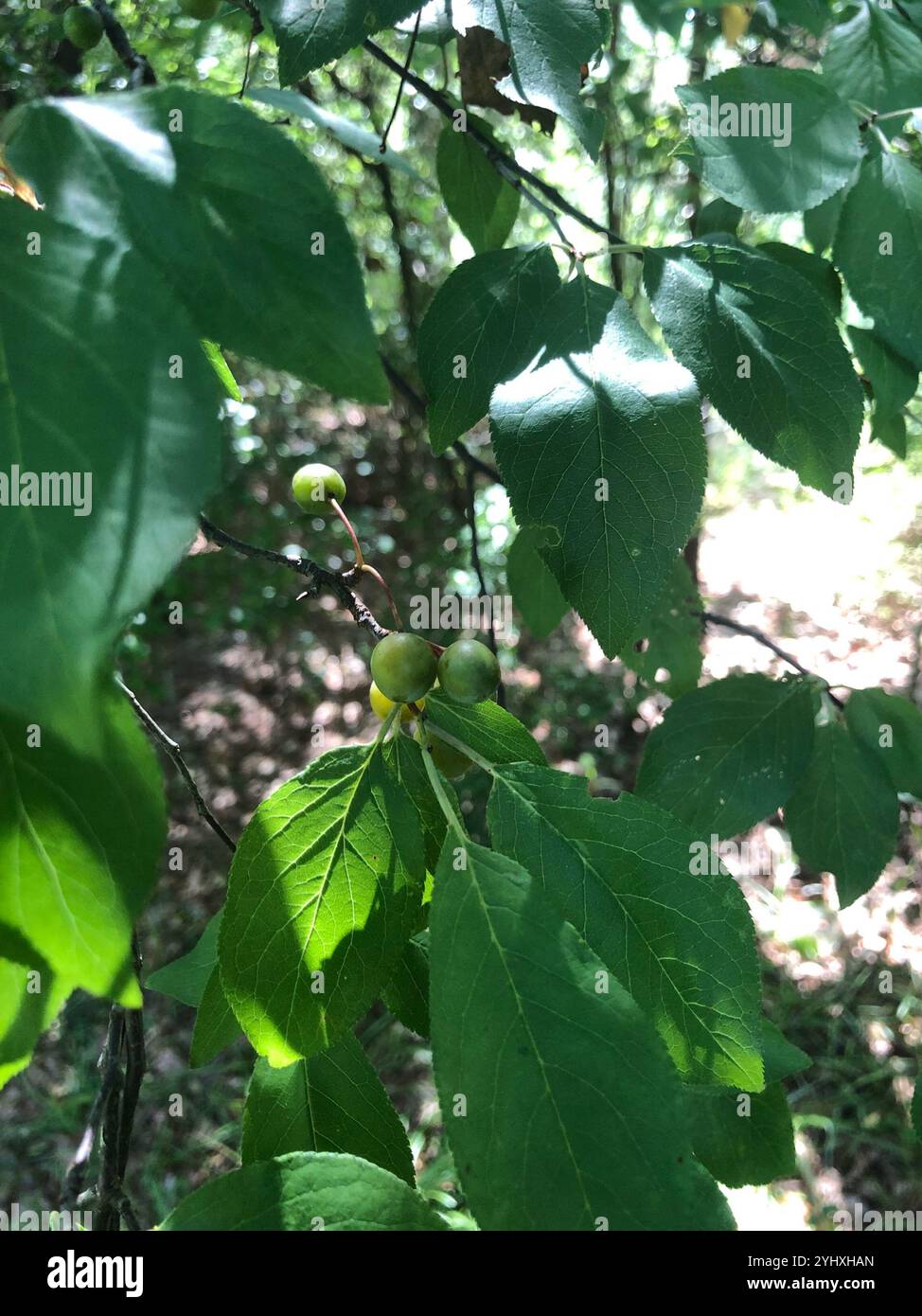 Hog Plum (Prunus umbellata Stock Photo - Alamy