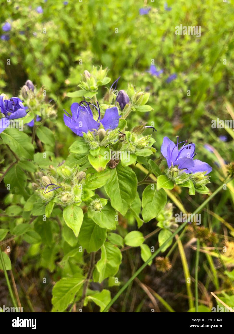 Hydrolea ovata hi-res stock photography and images - Alamy