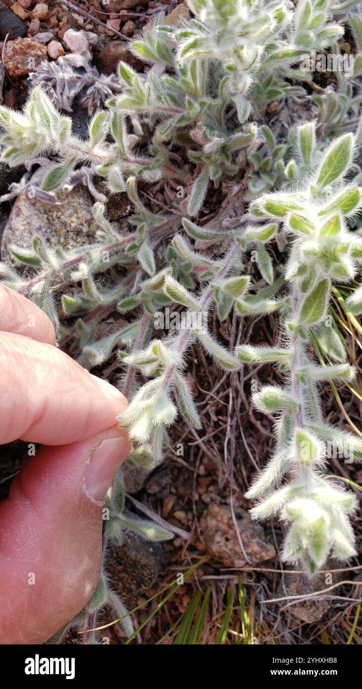 Shaggy dwarf morning-glory (Evolvulus nuttallianus Stock Photo - Alamy