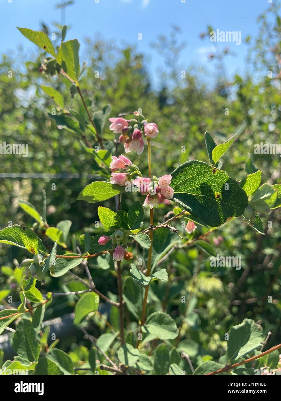 Common Snowberry (Symphoricarpos albus Stock Photo - Alamy