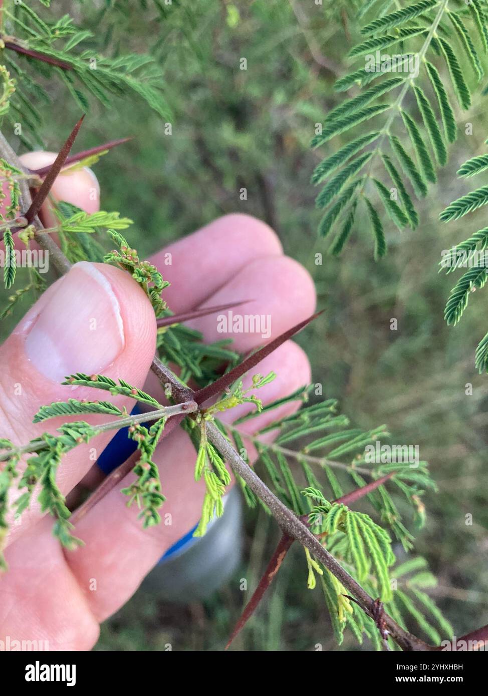 White leadtree (Leucaena leucocephala Stock Photo - Alamy