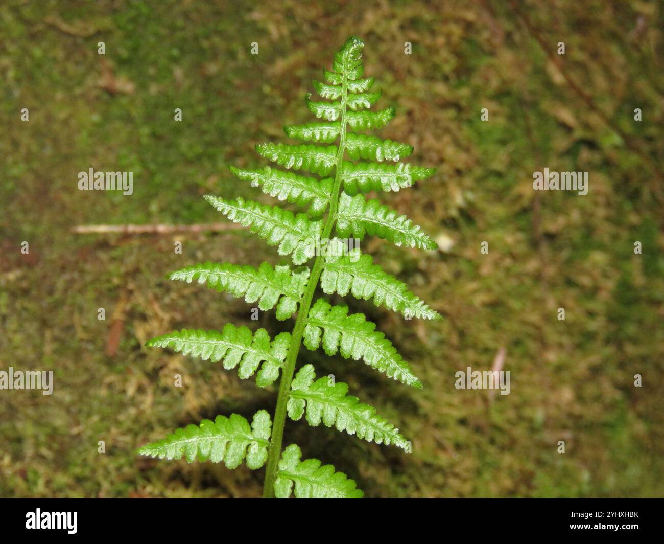 lady fern (Athyrium filix-femina Stock Photo - Alamy
