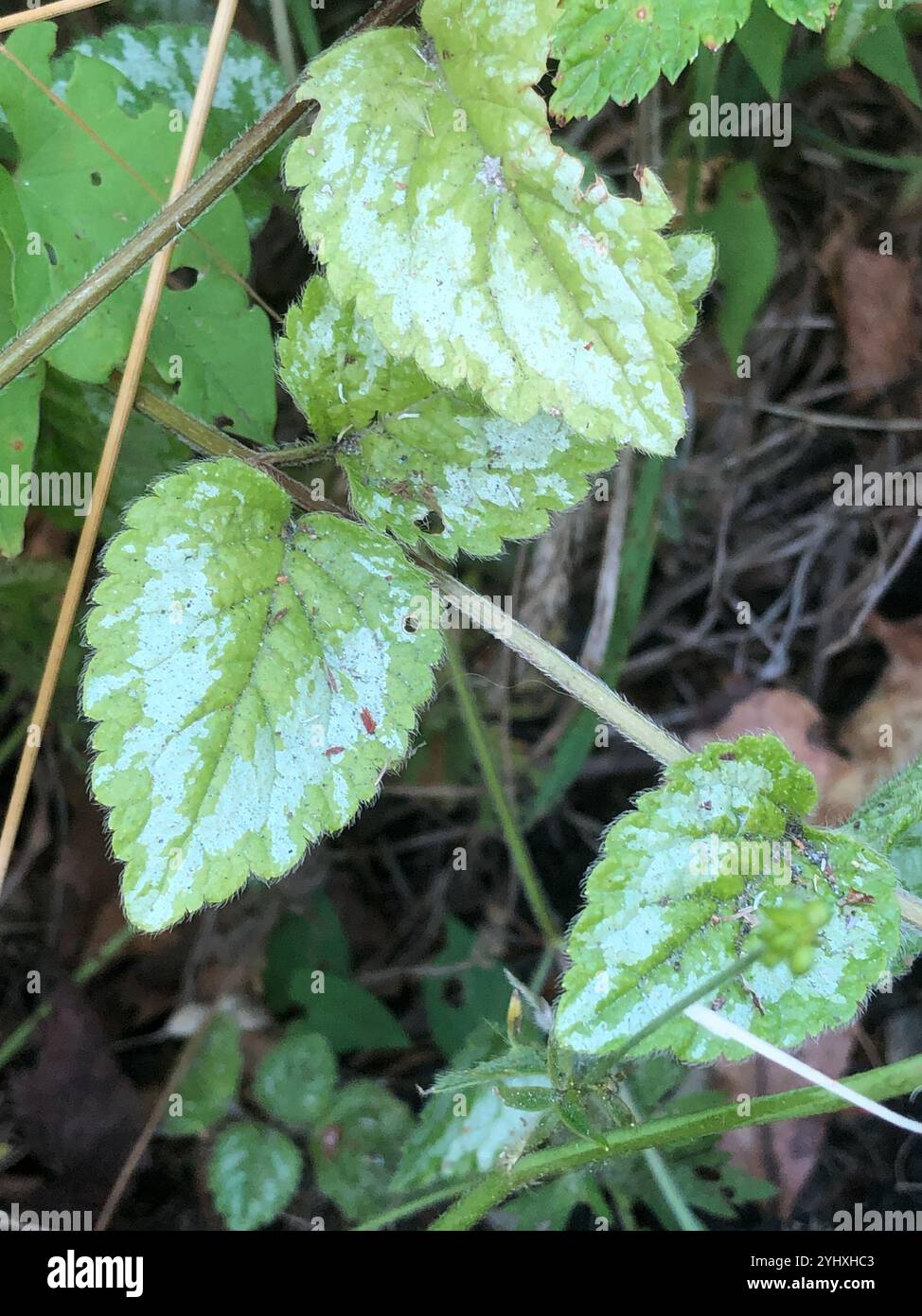 Variegated Yellow Archangel (Lamium galeobdolon argentatum Stock Photo ...