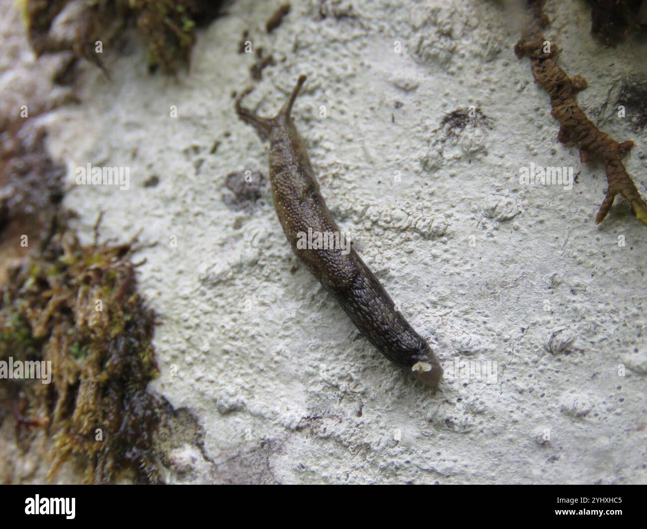 Reticulate Taildropper (Prophysaon andersonii Stock Photo - Alamy