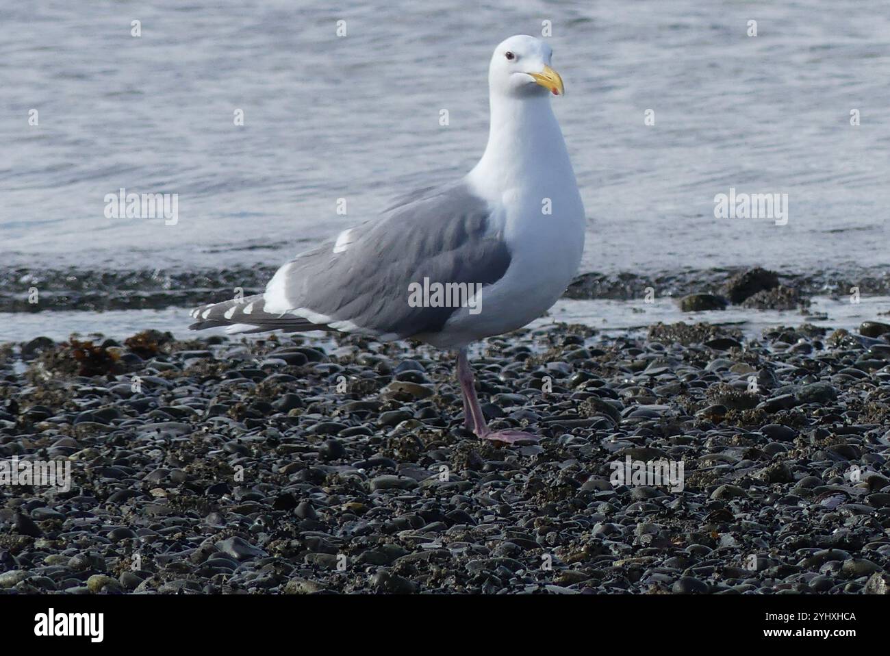 Large White-headed Gulls (Larus Stock Photo - Alamy