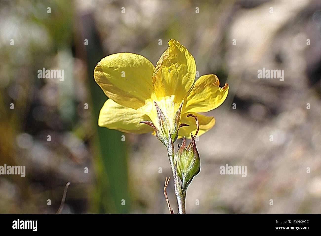 Half-mast Flax (Linum africanum Stock Photo - Alamy