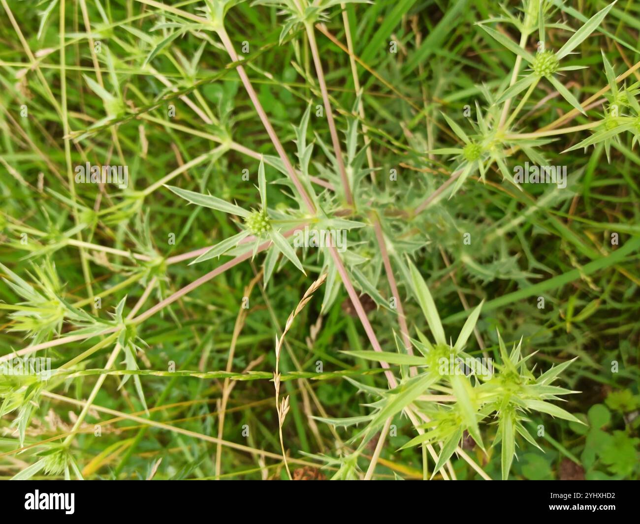 Field Eryngo (Eryngium campestre Stock Photo - Alamy