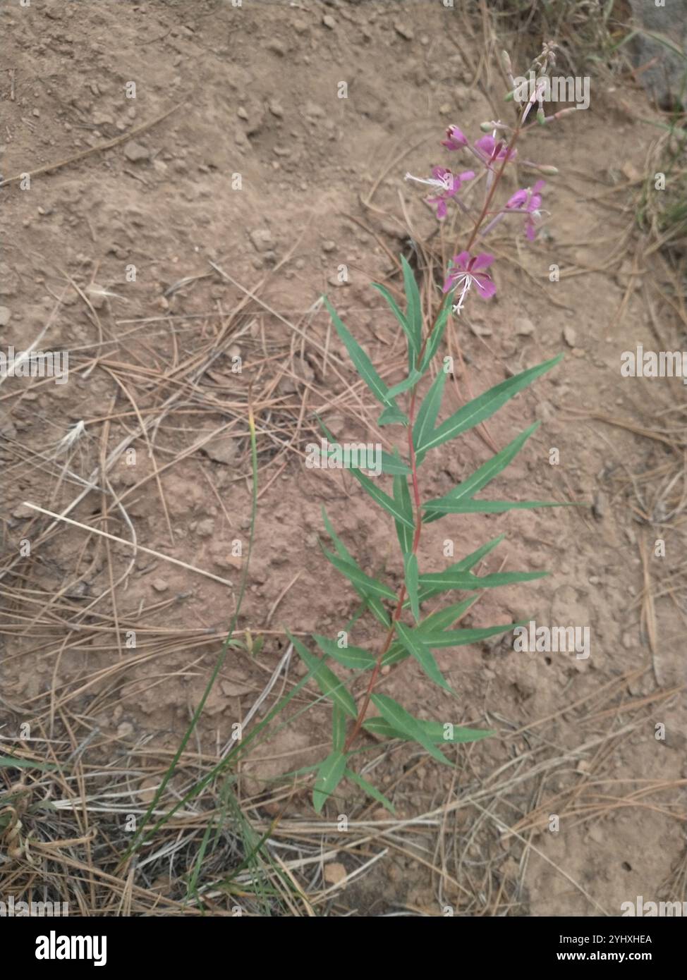 fireweed (Chamaenerion angustifolium Stock Photo - Alamy