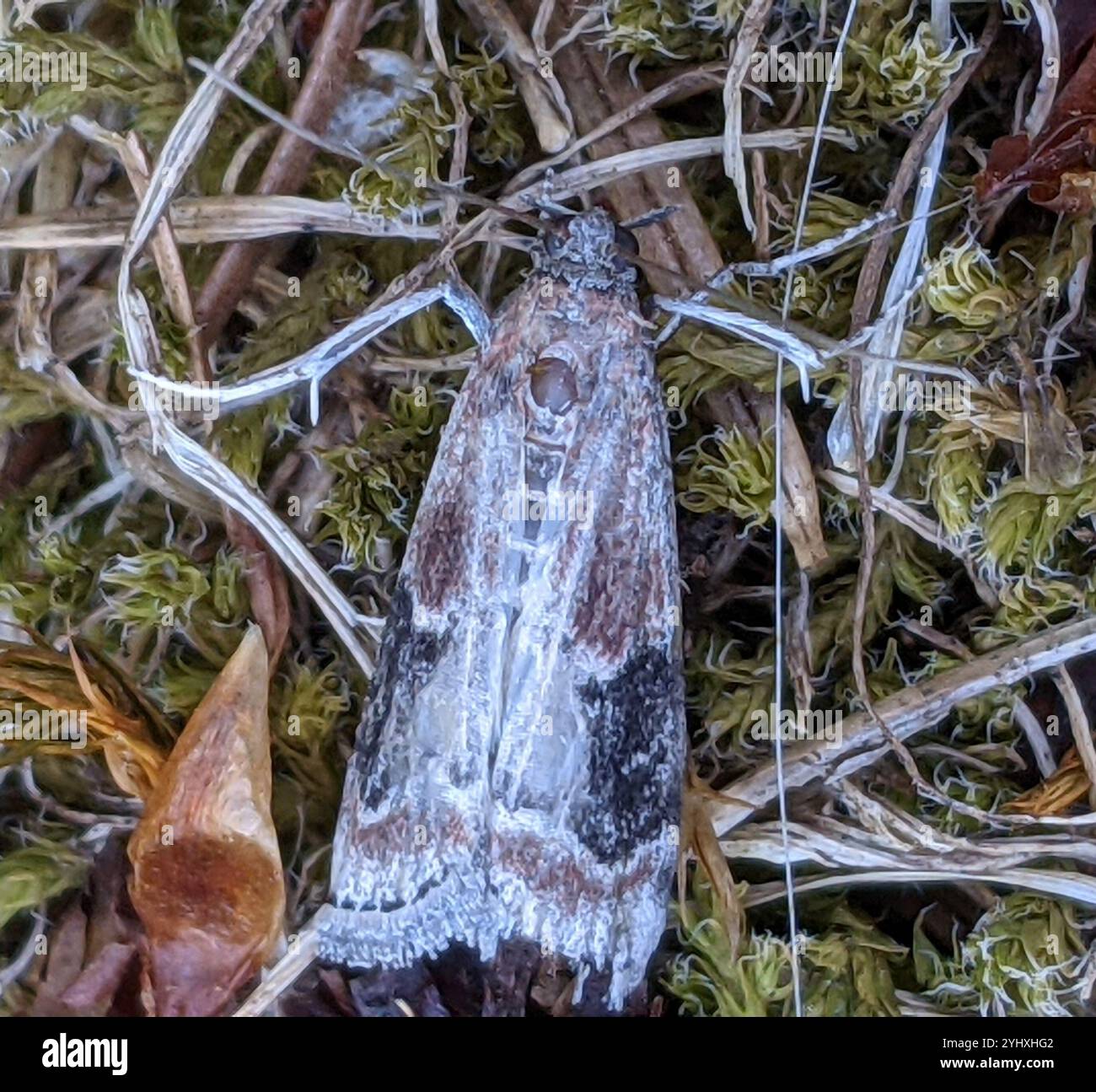 American Plum Borer Moth (Euzophera semifuneralis Stock Photo - Alamy