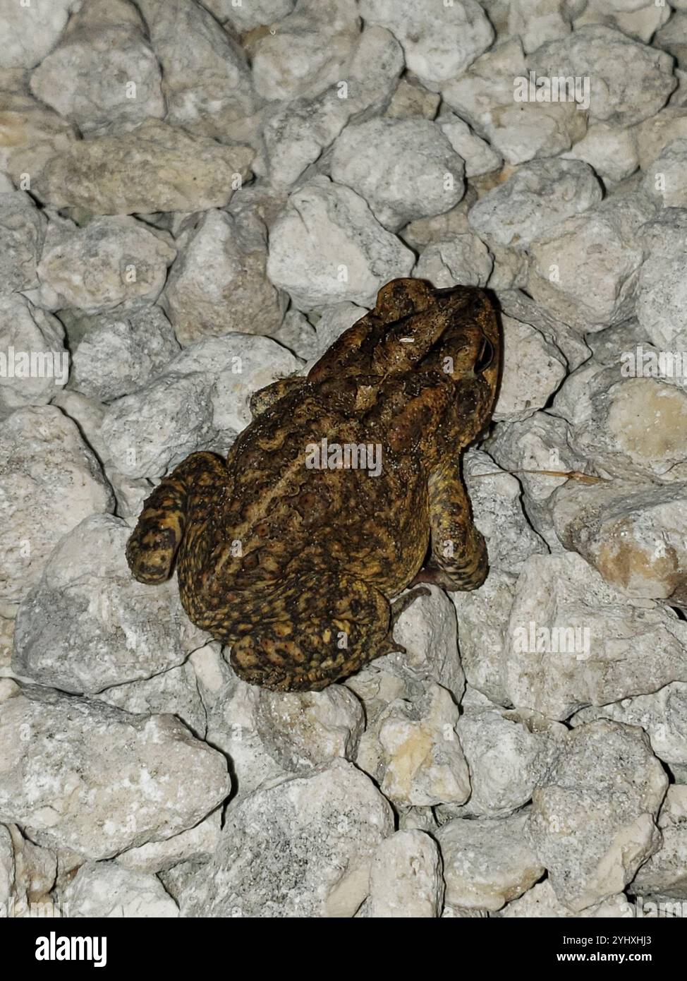 Southern Toad (Anaxyrus terrestris Stock Photo - Alamy