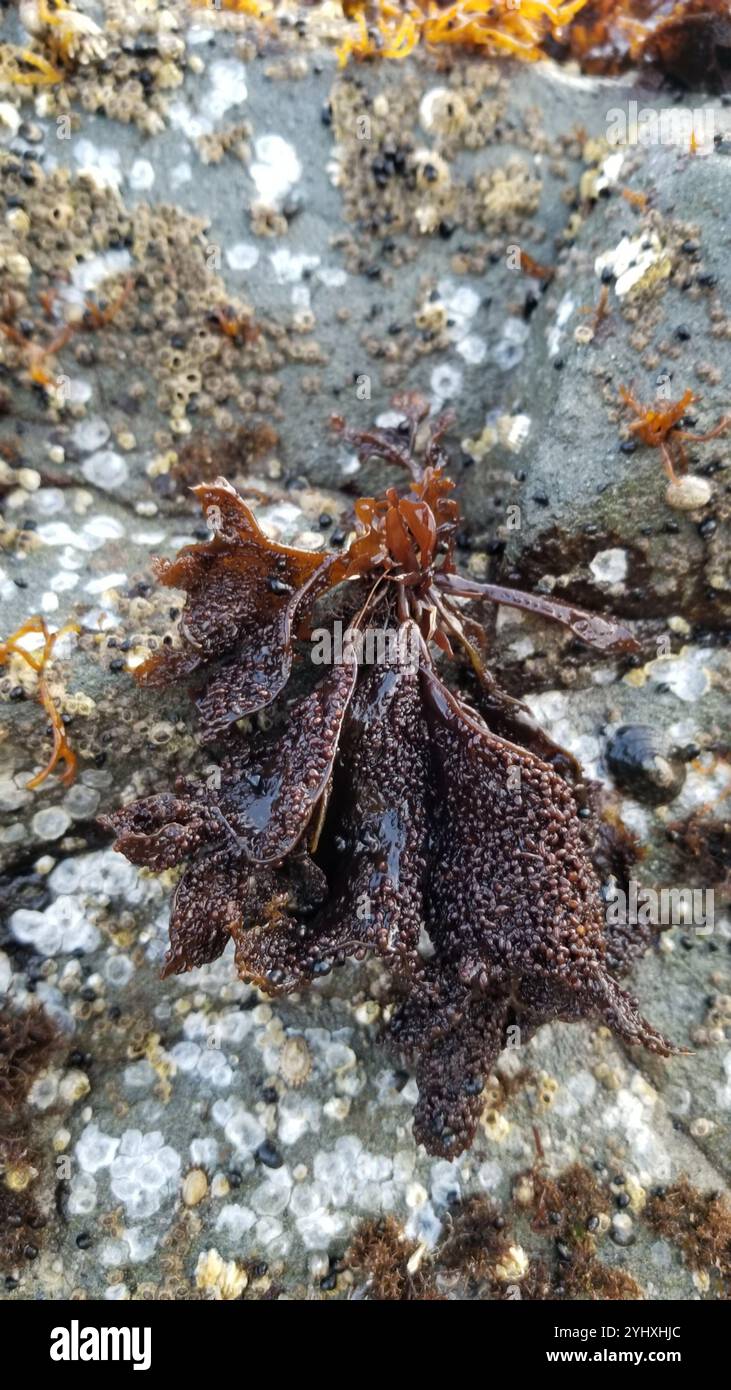 Mastocarpus papillatus hi-res stock photography and images - Alamy