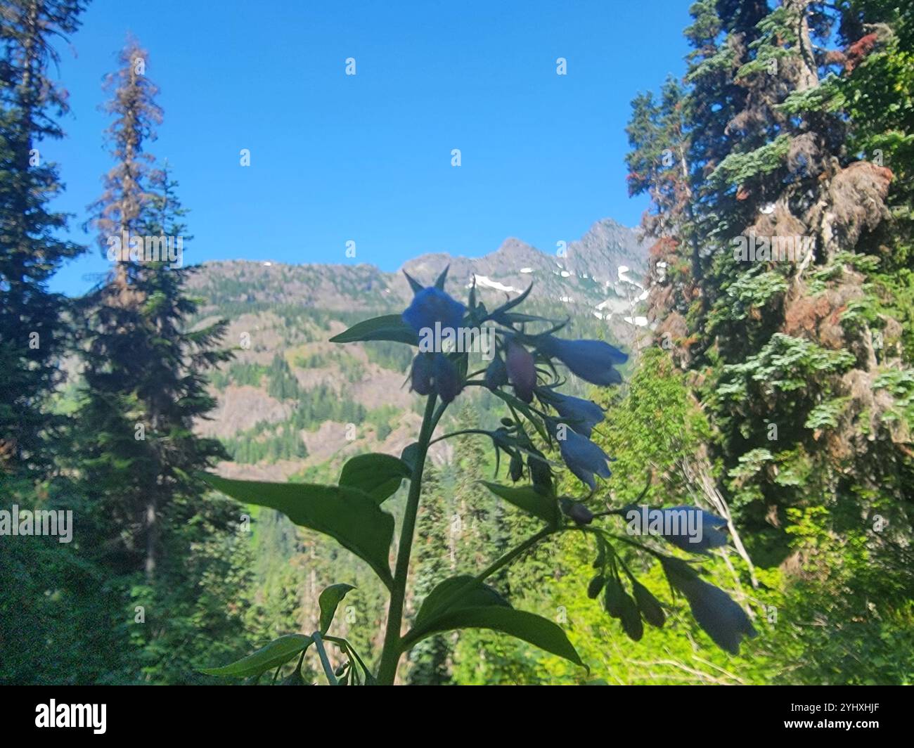 Tall Bluebell (Mertensia paniculata Stock Photo - Alamy