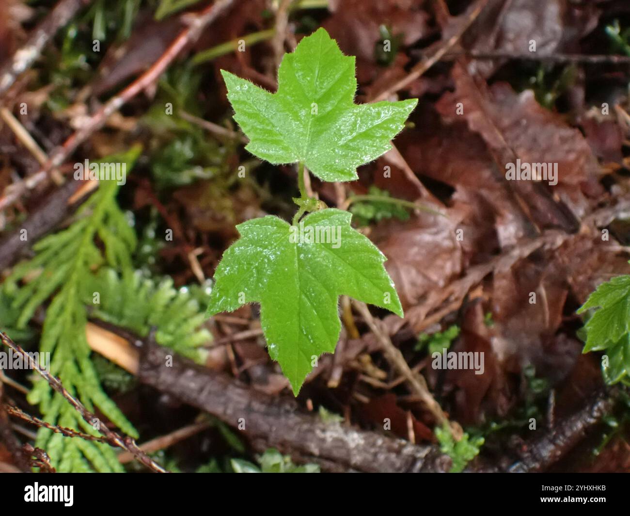 bigleaf maple (Acer macrophyllum Stock Photo - Alamy