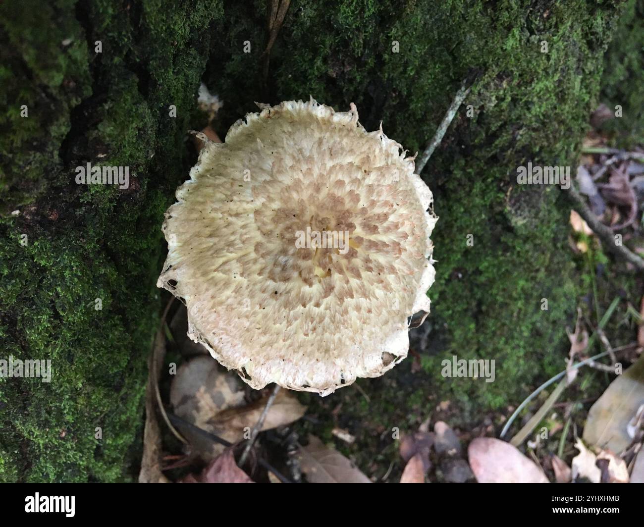Pineapple Bolete (Boletellus ananas Stock Photo - Alamy