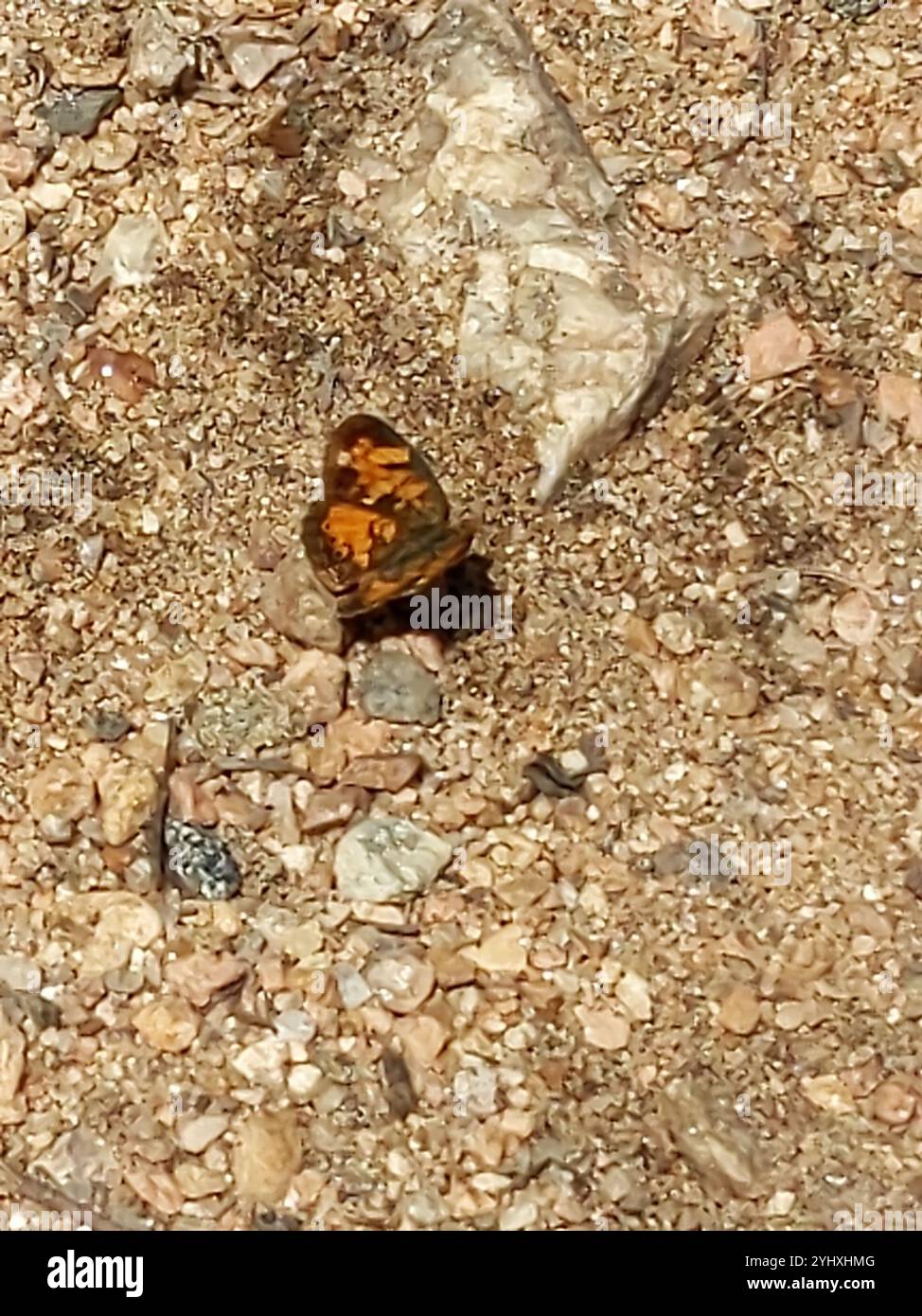 Northern Crescent (Phyciodes cocyta Stock Photo - Alamy