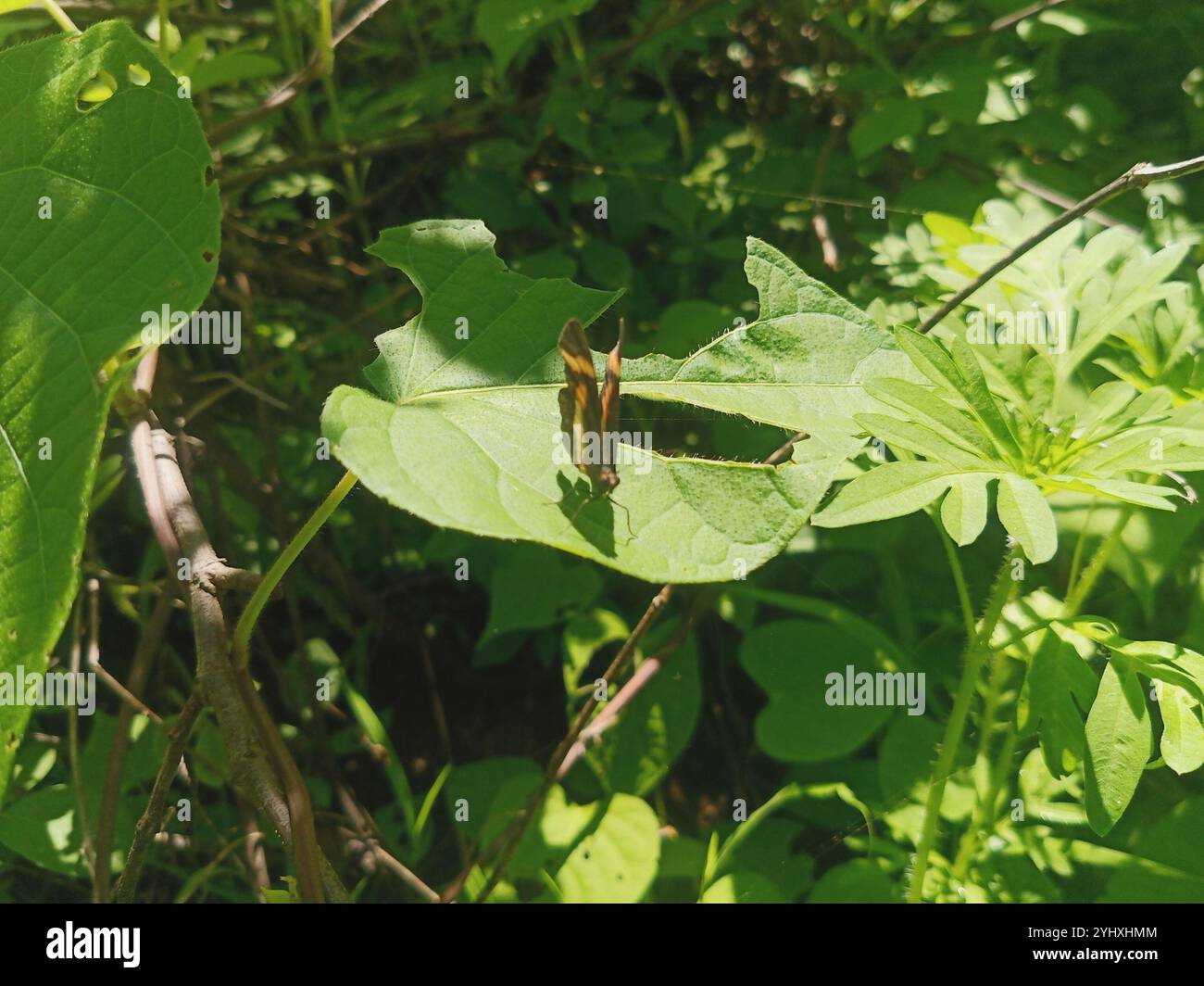 Elf Butterfly (Microtia elva Stock Photo - Alamy