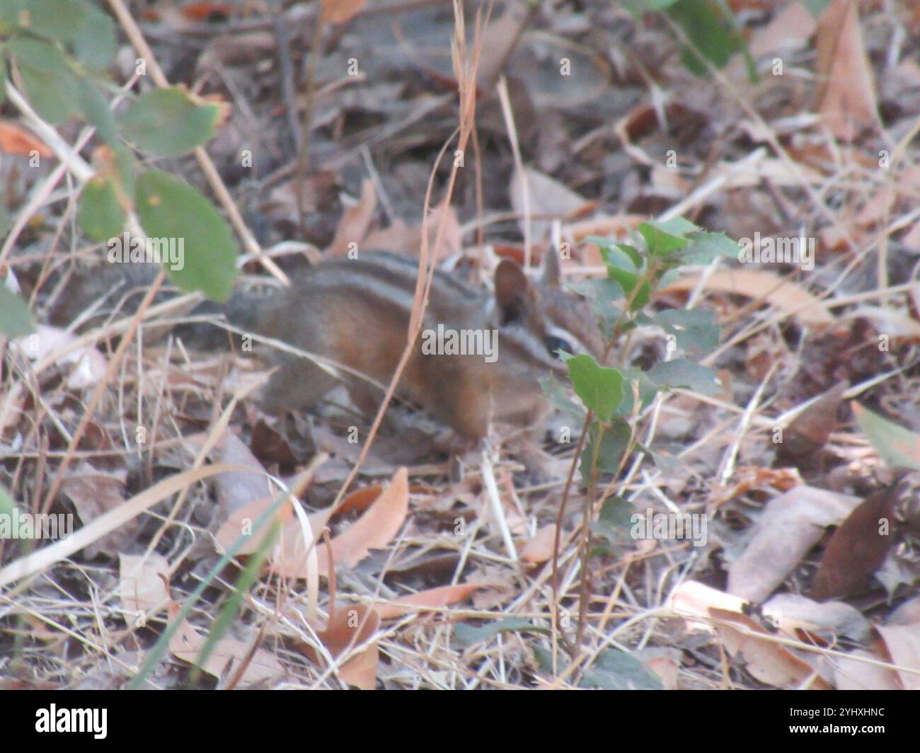 Merriam's Chipmunk (Neotamias merriami Stock Photo - Alamy