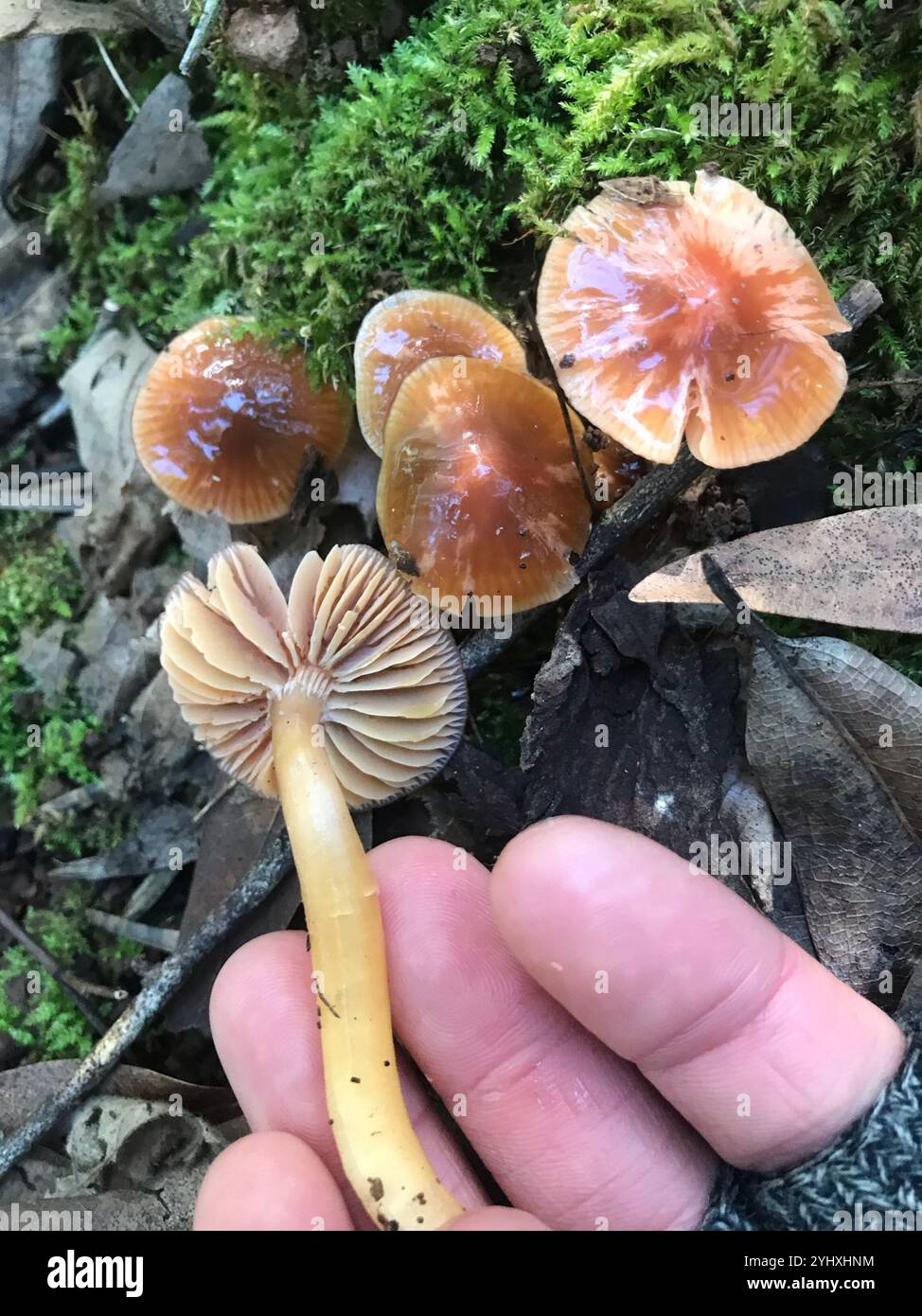 Parrot Mushroom (Gliophorus psittacinus Stock Photo - Alamy