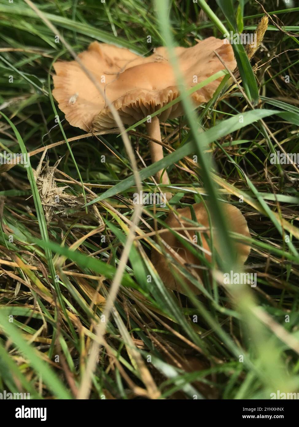fairy ring marasmius (Marasmius oreades Stock Photo - Alamy