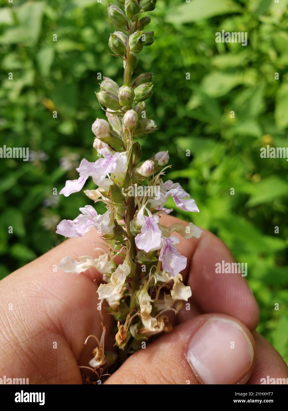 American germander (Teucrium canadense Stock Photo - Alamy