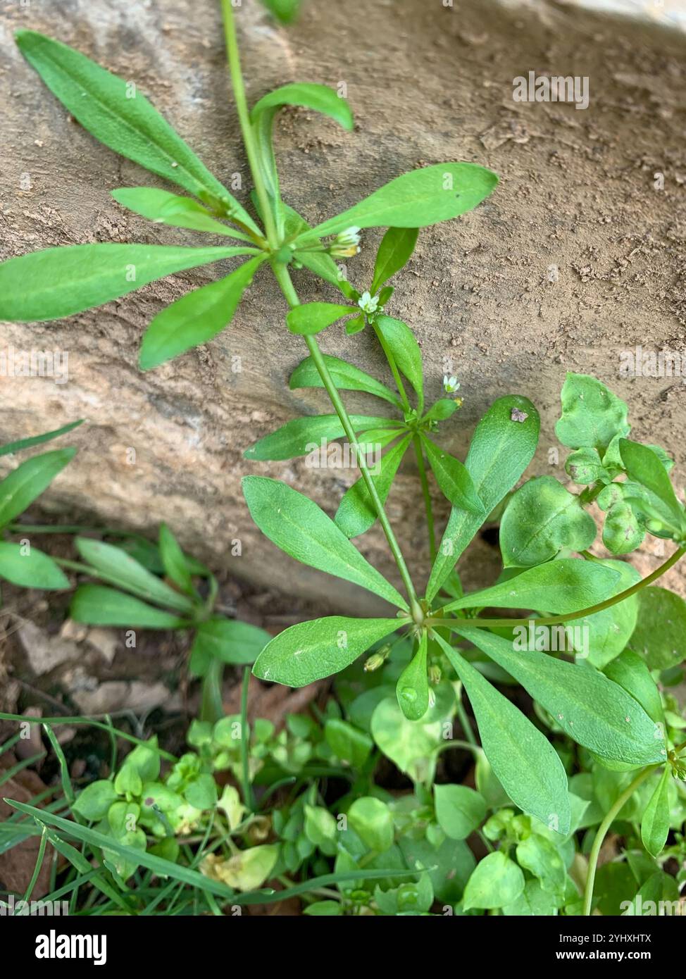 green carpetweed (Mollugo verticillata Stock Photo - Alamy