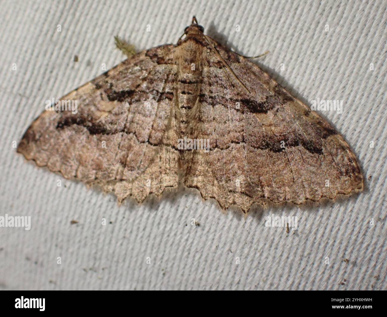 Tissue Moth (Triphosa haesitata Stock Photo - Alamy