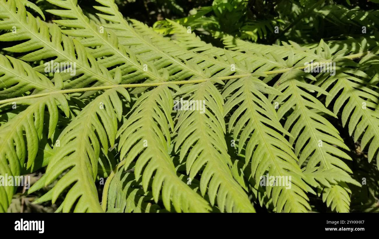 giant chain fern (Woodwardia fimbriata Stock Photo - Alamy