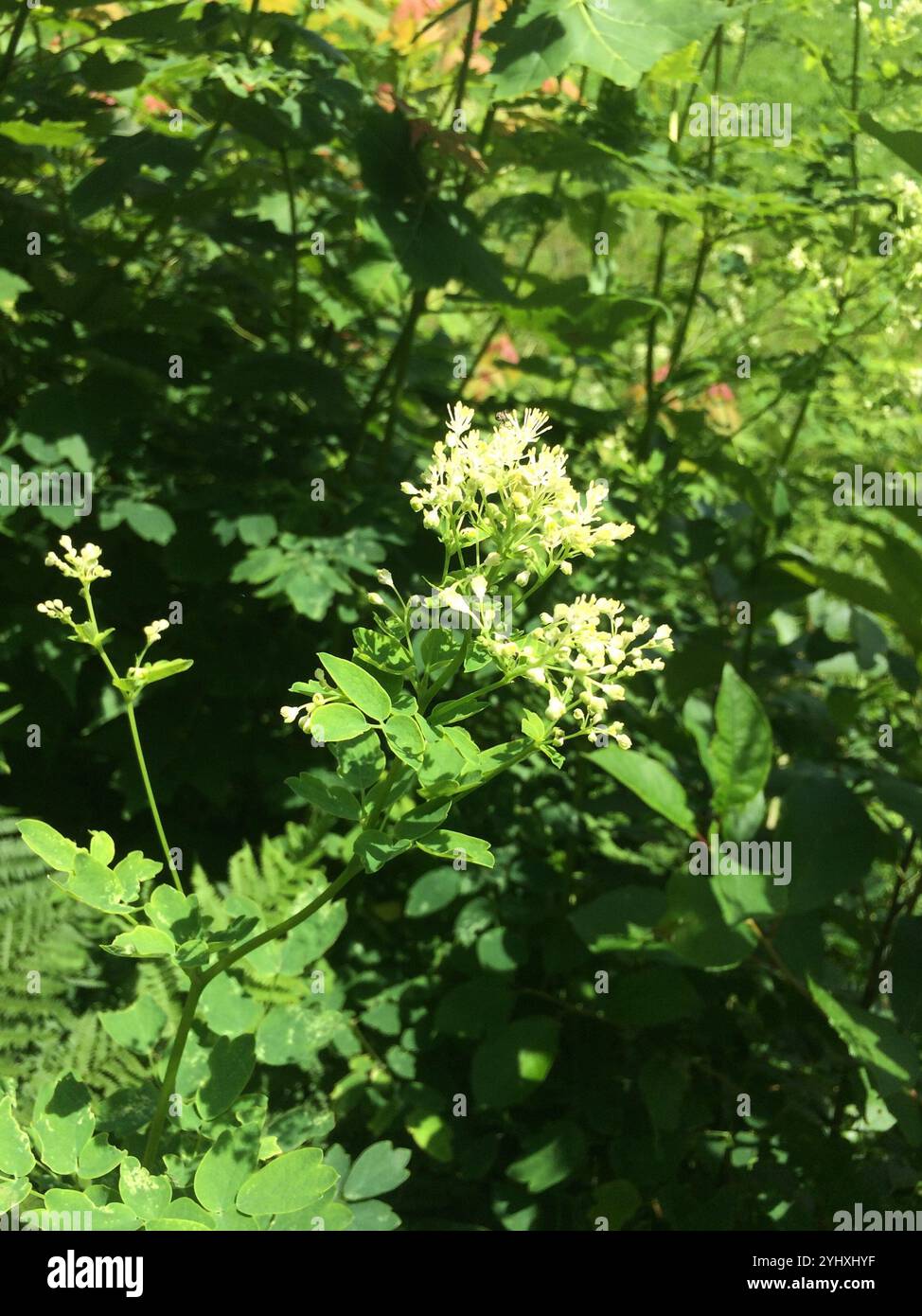 tall meadow-rue (Thalictrum pubescens Stock Photo - Alamy