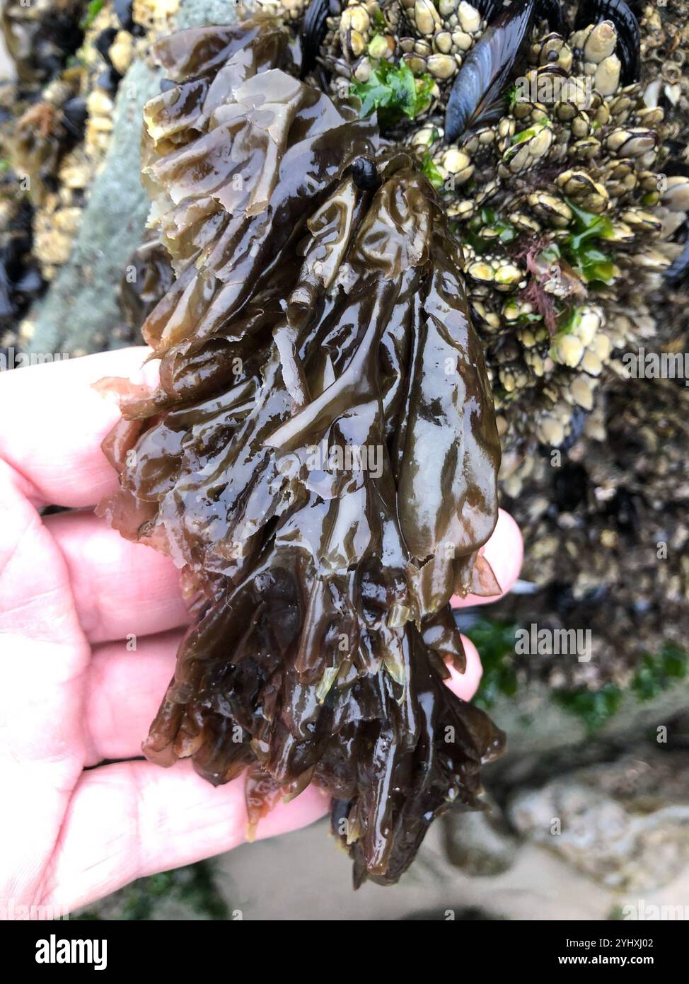 Pyropia hi-res stock photography and images - Alamy