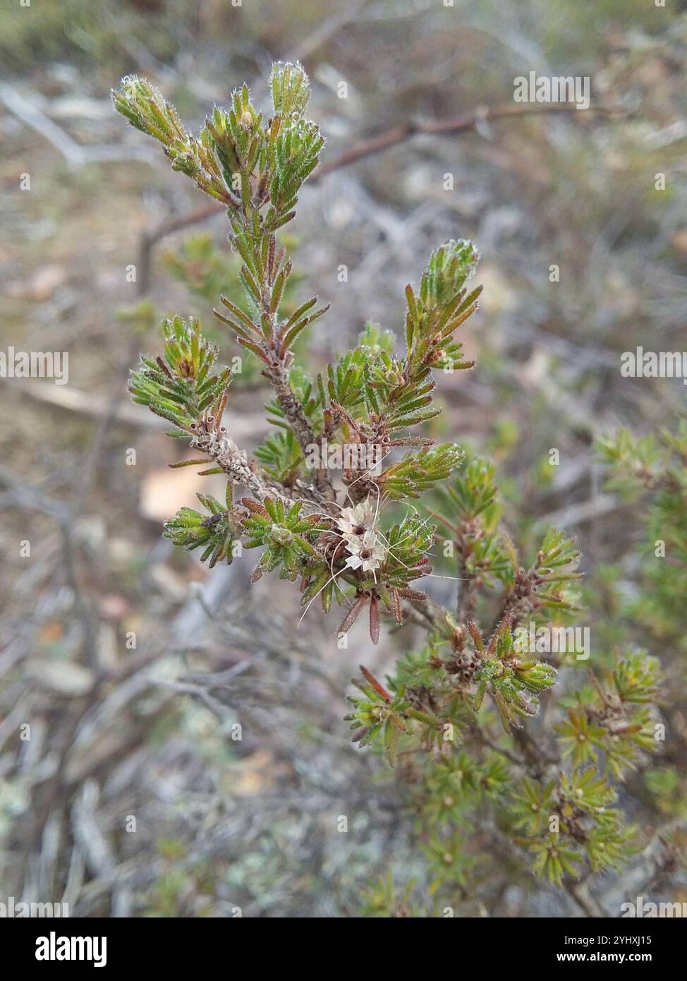 Fringe Myrtle (Calytrix tetragona Stock Photo - Alamy