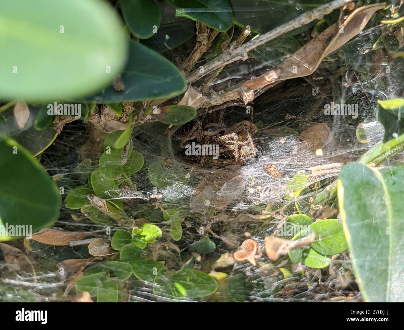 Labyrinth spider (Agelena labyrinthica Stock Photo - Alamy