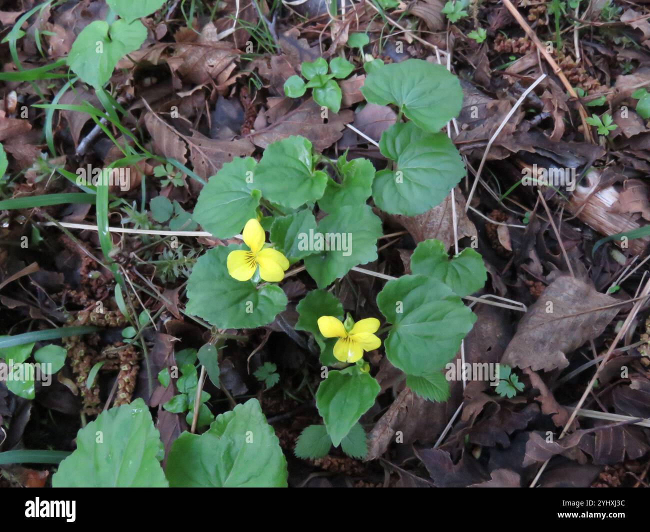 stream violet (Viola glabella Stock Photo - Alamy