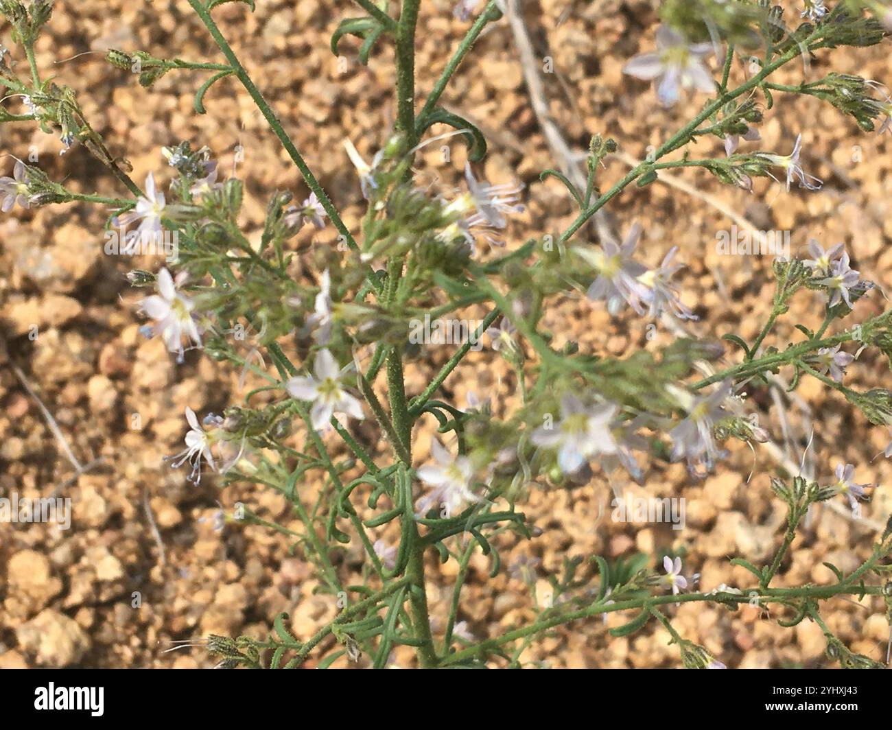 borage family (Boraginaceae Stock Photo - Alamy