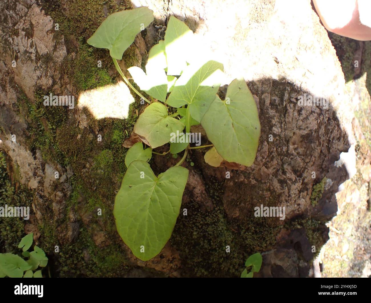 western rattlesnake root (Nabalus alatus Stock Photo - Alamy