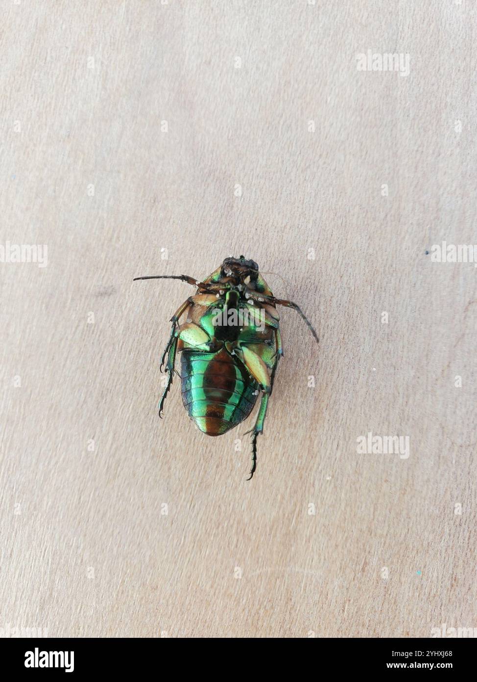 Common Green June Beetle (Cotinis nitida Stock Photo - Alamy