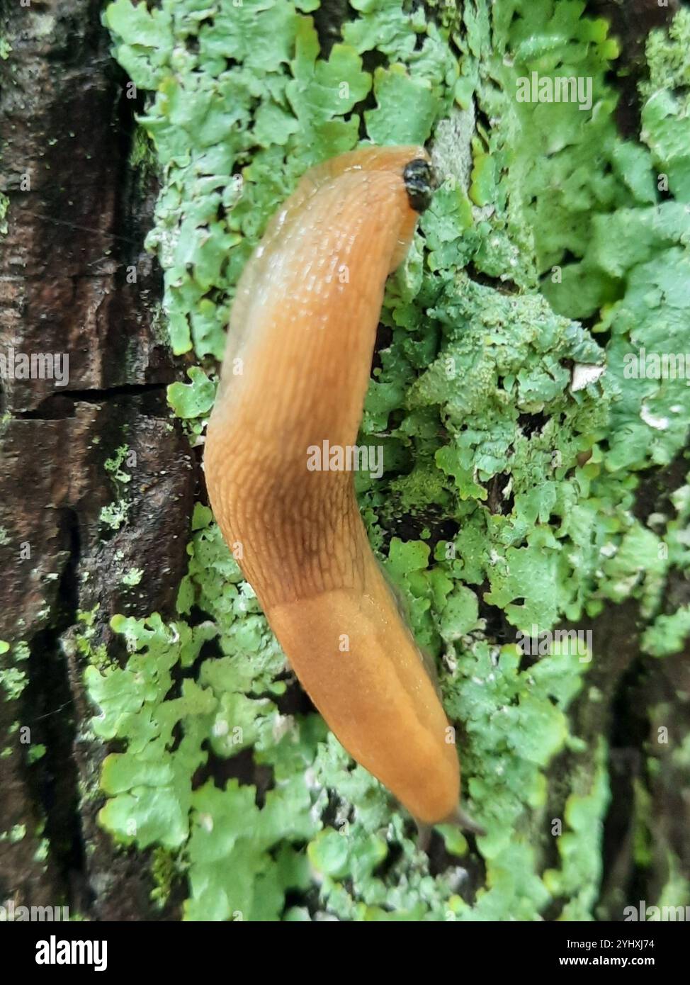 Western Dusky Slug (Arion subfuscus Stock Photo - Alamy