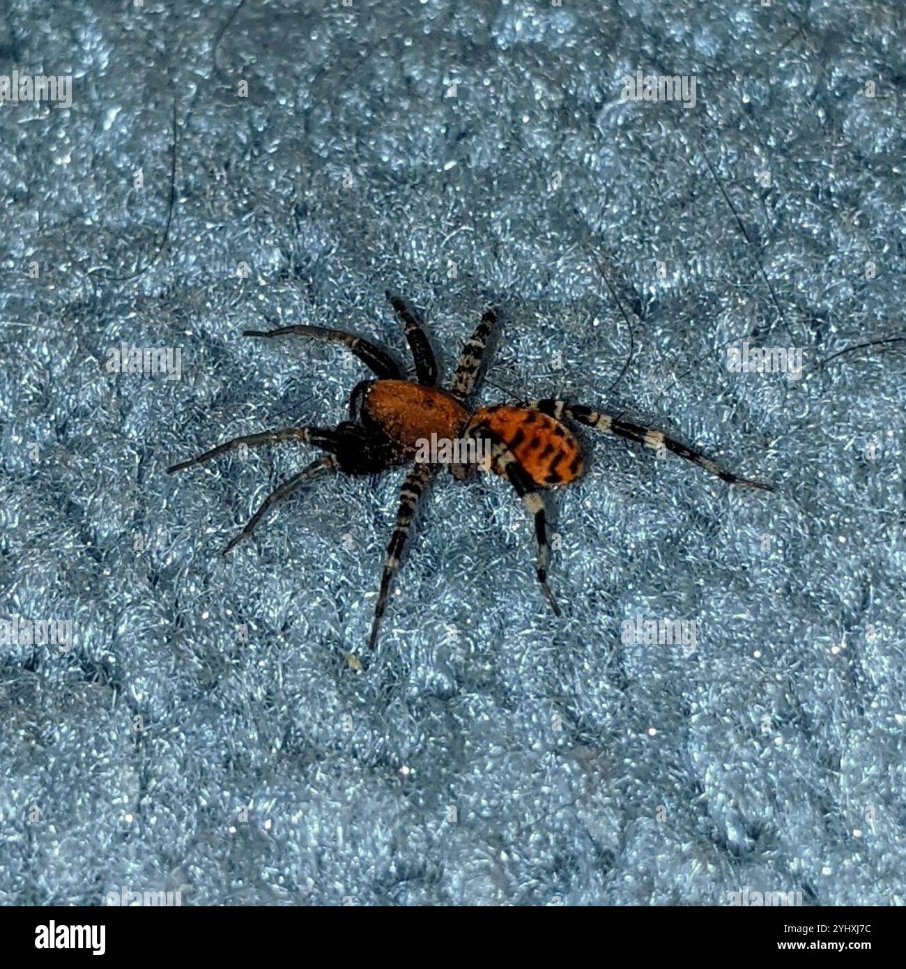Orange Ant-mimic Sac Spider (Castianeira amoena Stock Photo - Alamy
