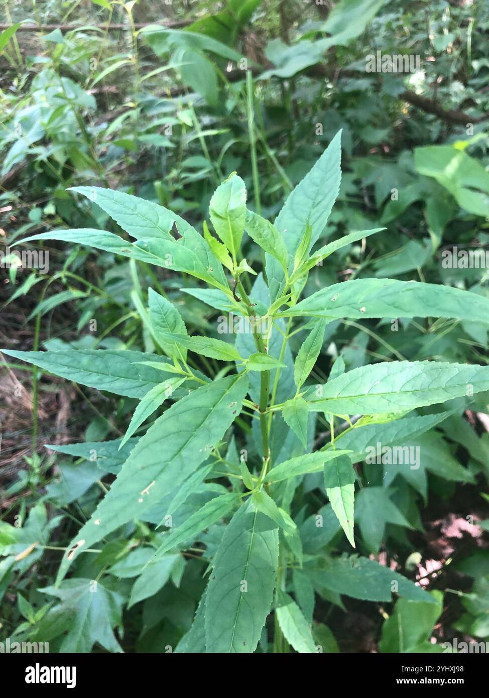 sharpwing monkeyflower (Mimulus alatus Stock Photo - Alamy