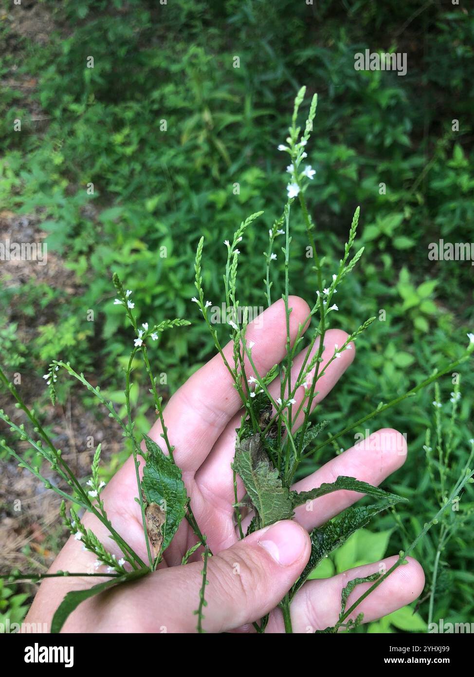 white vervain (Verbena urticifolia Stock Photo - Alamy