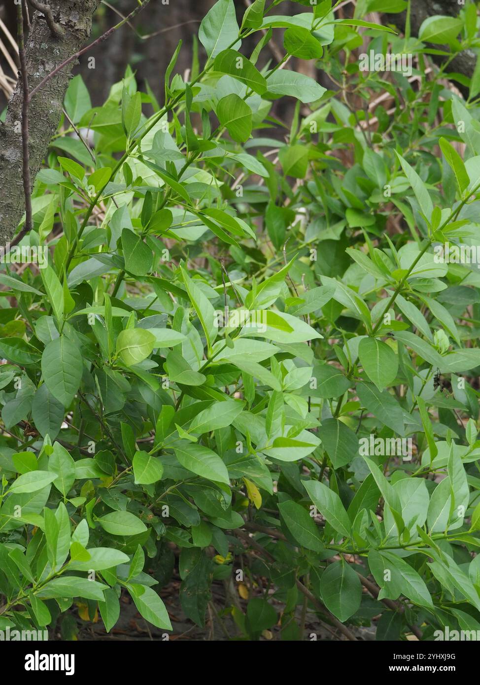 scrambling clerodendrum (Volkameria inermis Stock Photo - Alamy